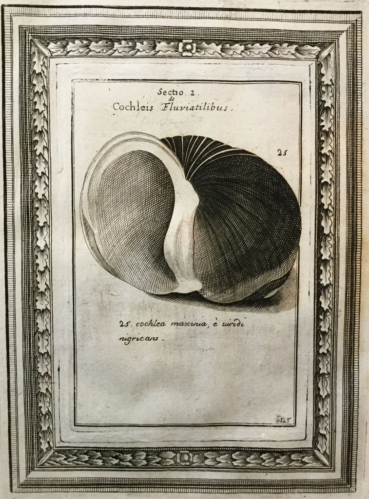 Martin Lister (1639-1712) - Gabinete del Grabado