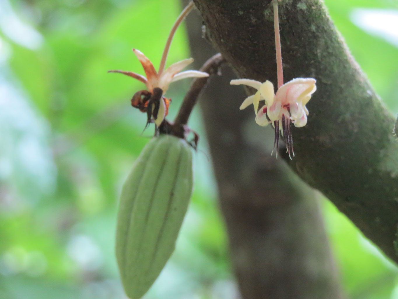 FIJI CHOCOLATE FACTORY & SHOP - Fijichocolat Fijian PAGE