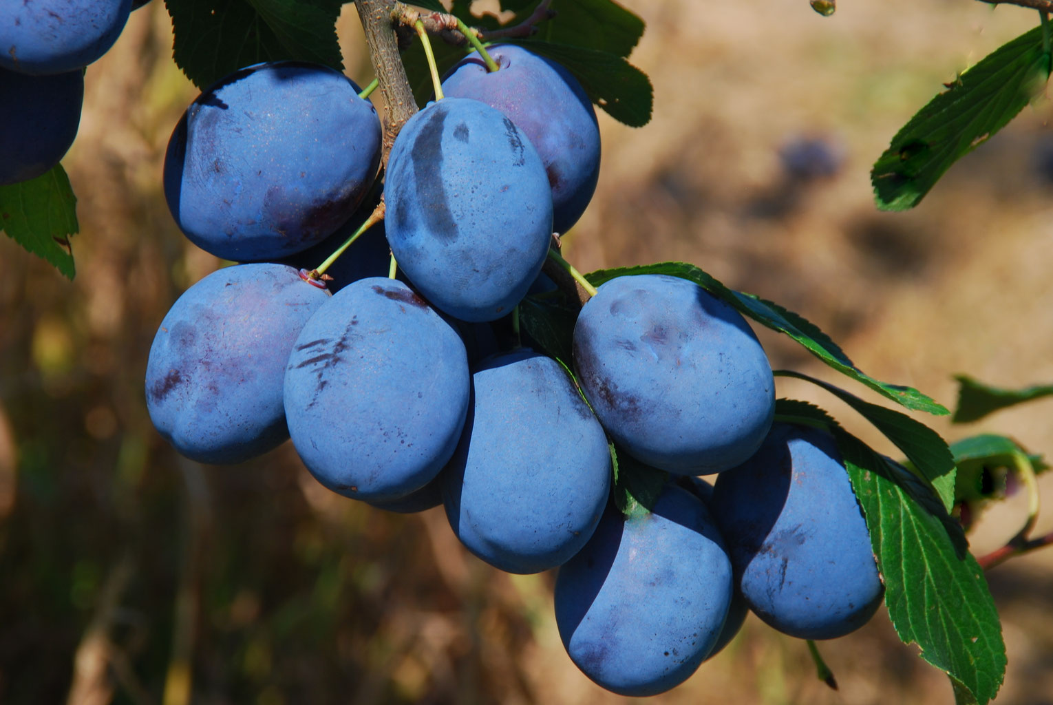 Zwetschke, Pflaumen und Wildzwetschken - Baumschule Vielhaber