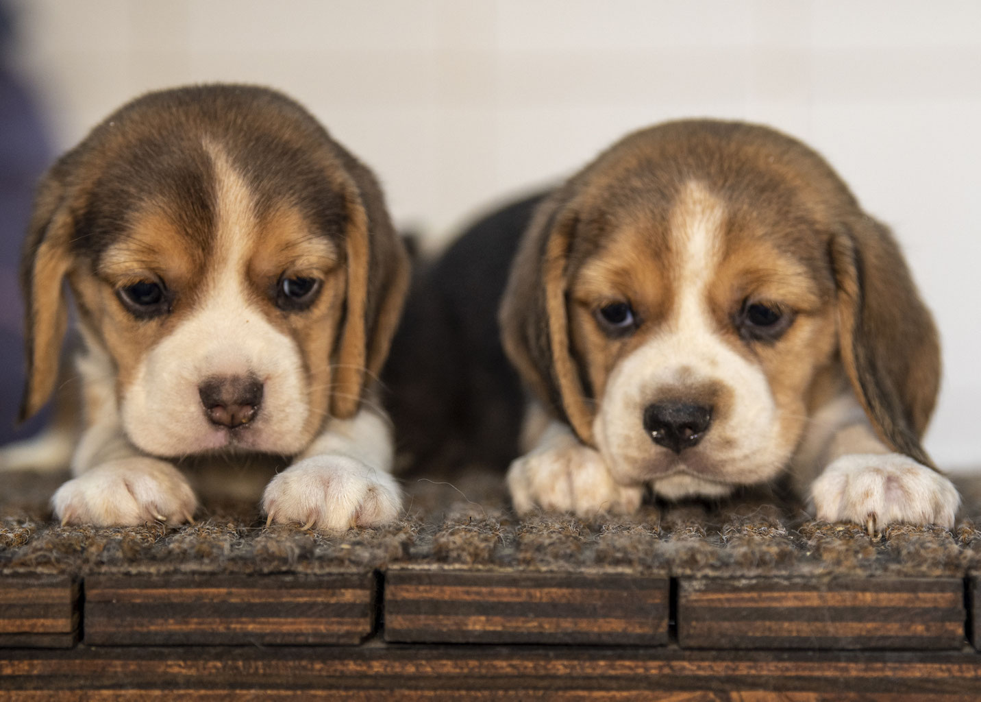 Beagle cuccioli - Beagle cuccioli