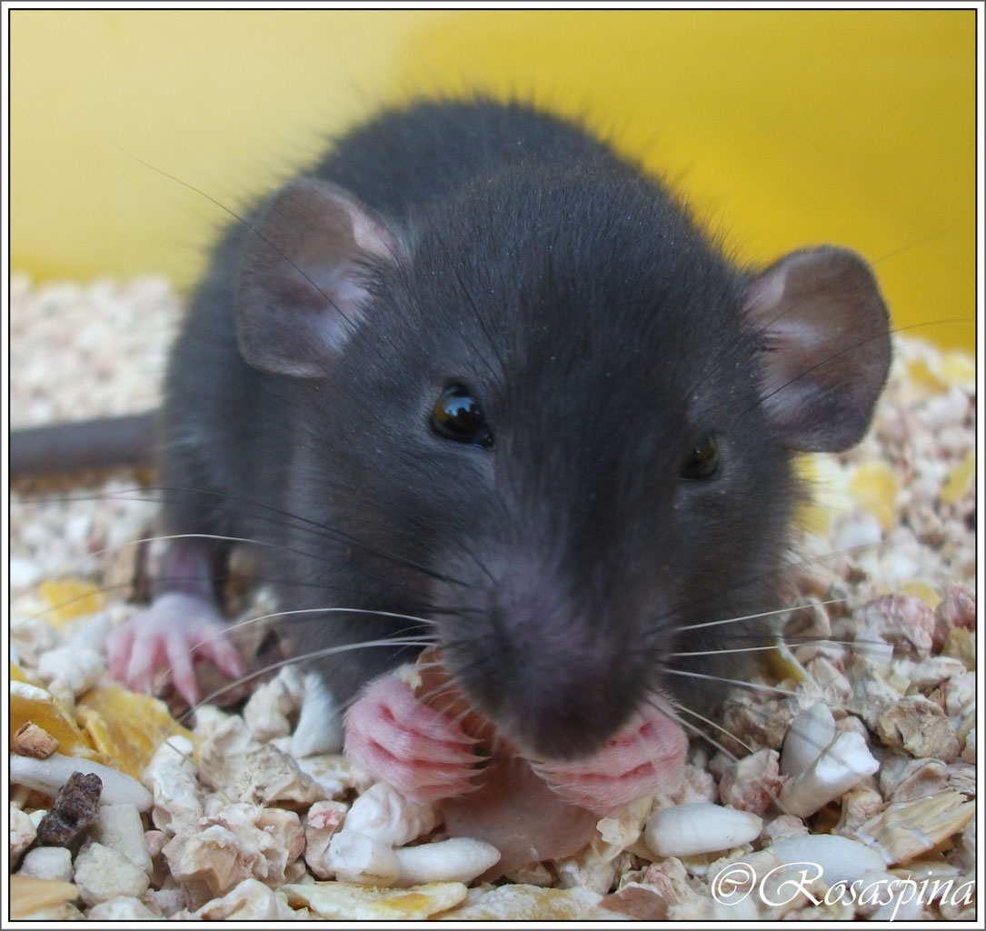 L'Alimentazione del Ratto - Ratto che Passione!