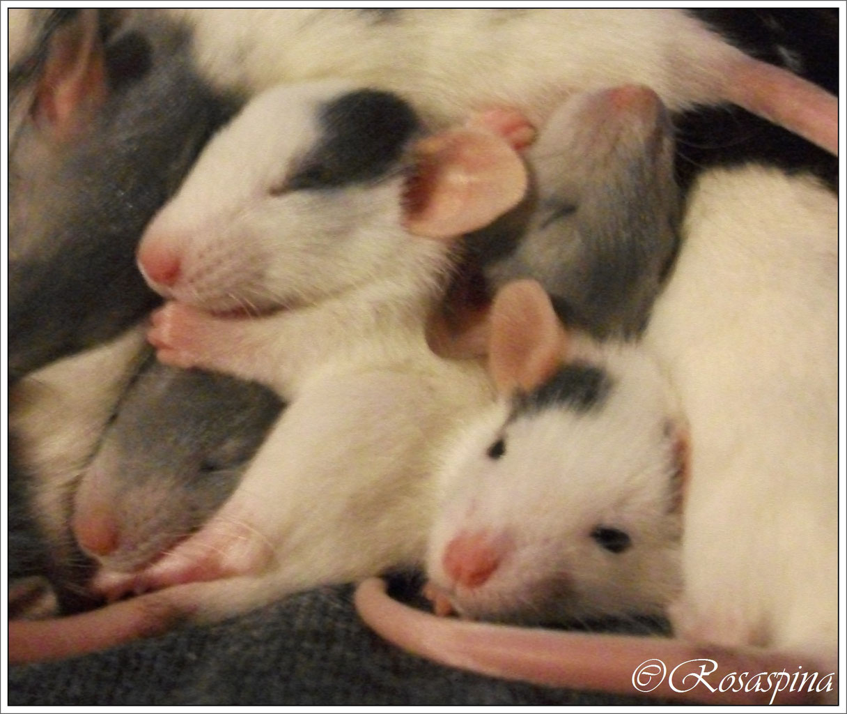 Il Ratto da Compagnia - Ratto che Passione!