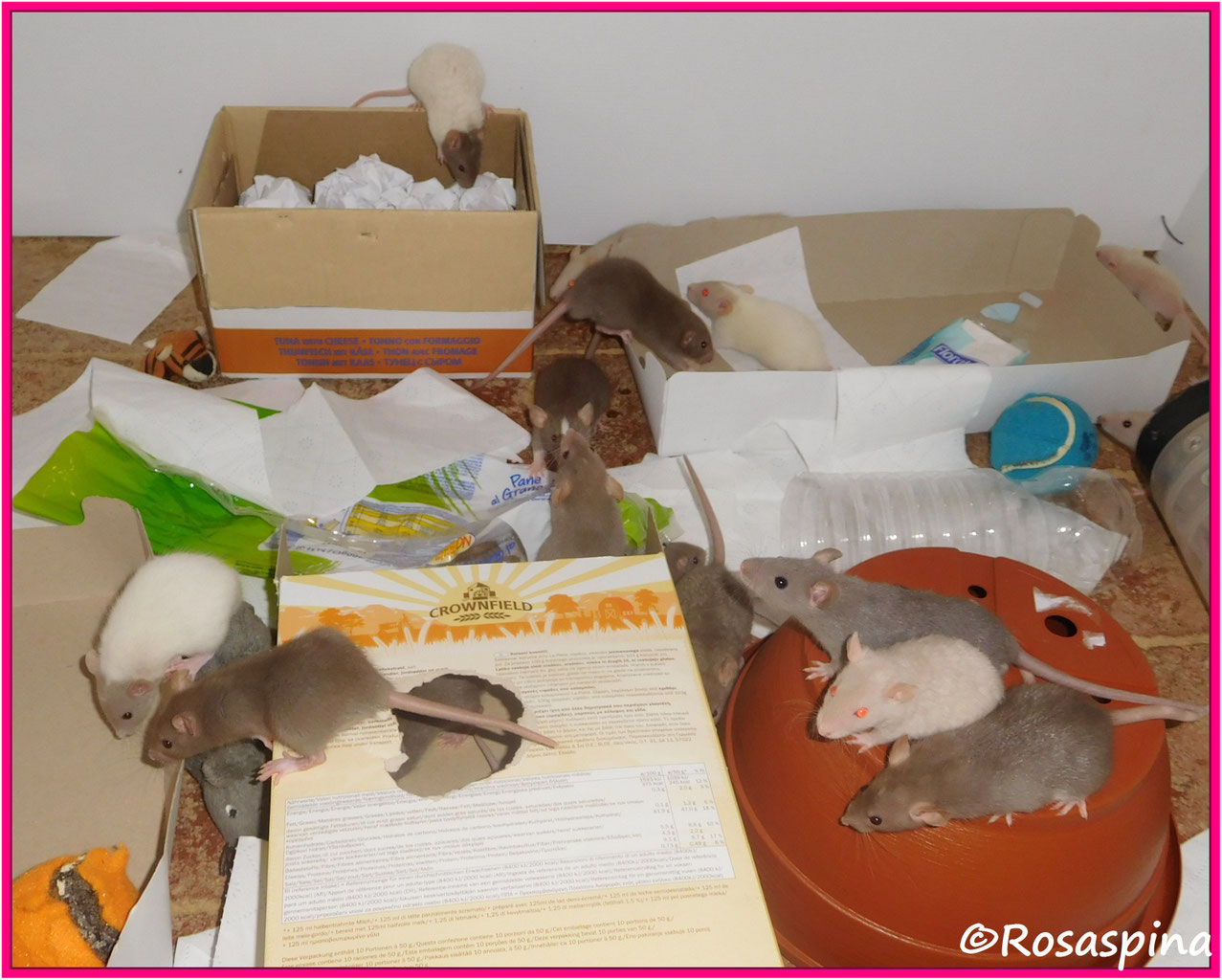 L'Alloggio del Ratto - Ratto che Passione!