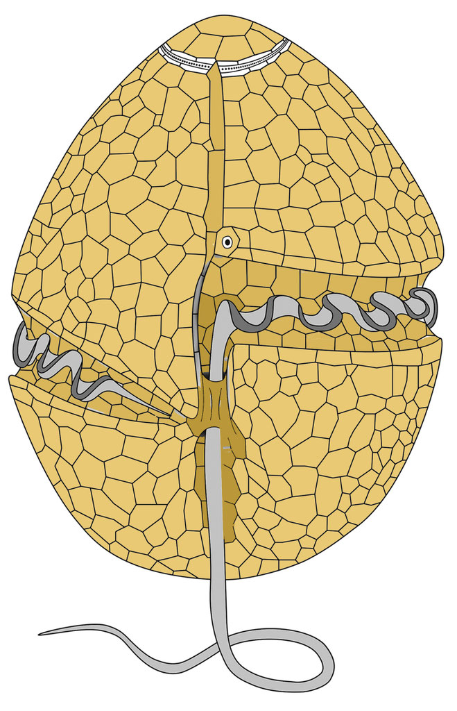 Kirithra Boutrup, Tillmann, Daugbjerg et Moestrup 2017 - dinophytas Webseite!