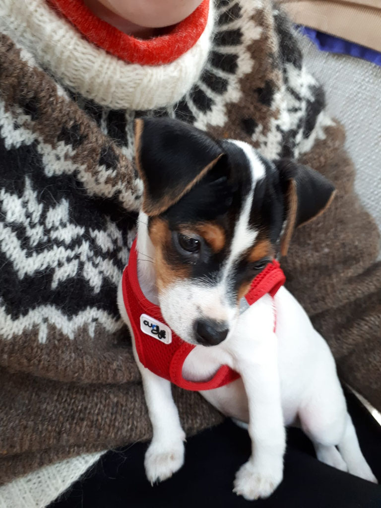 In Deutschland lebende Dansk/Svensk Gardhunde - dansk svensk gardhund ...