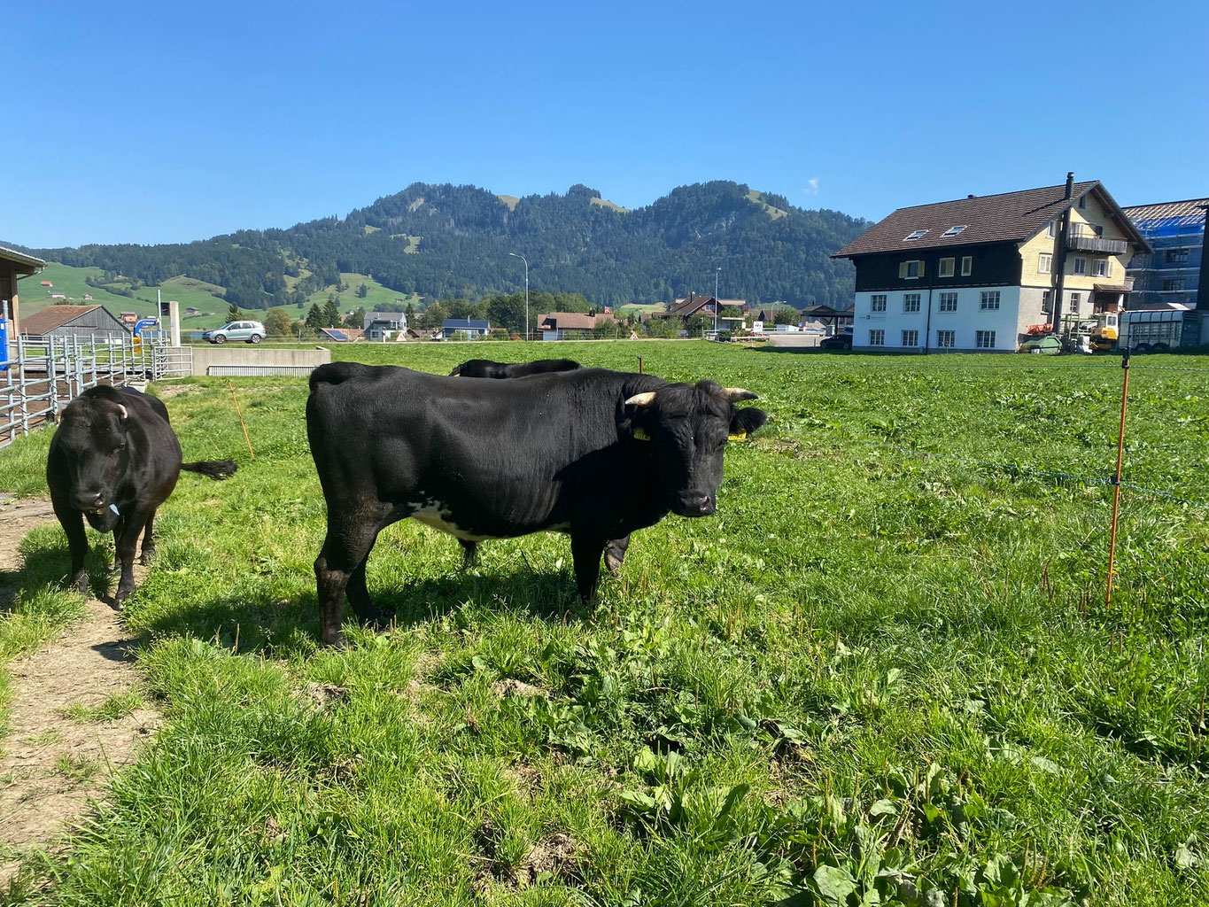 Dahomey - die kleinste Rinderrasse der Welt! - dahomey Zwergrind