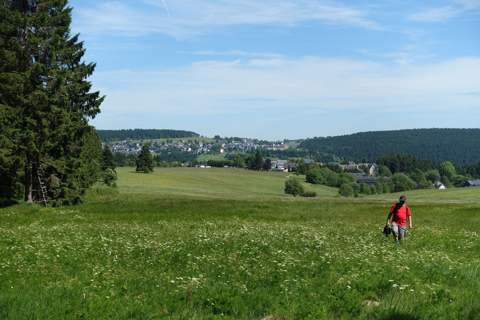 Goldhafer - bergwiesenprojekts Webseite!