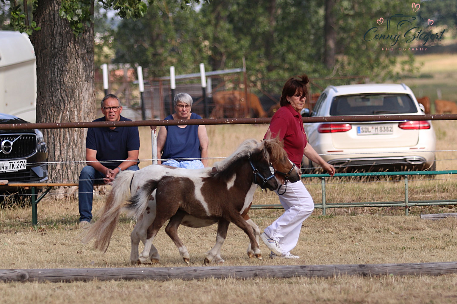Fohlen 2022 - Gestuet vom Schaeferberg