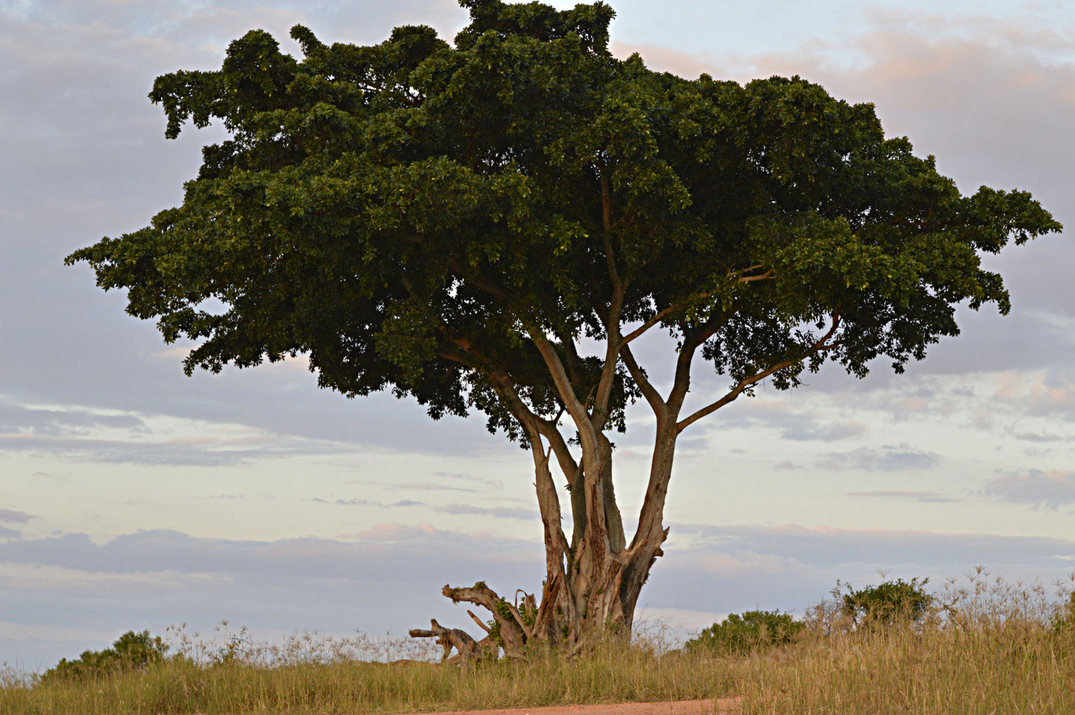 Freilandbeobachtungen / Excursions - saltatoria.info - Haltung und ...