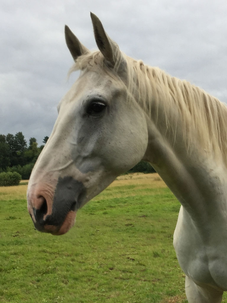 Djonny - diekleineponyfarms Webseite!