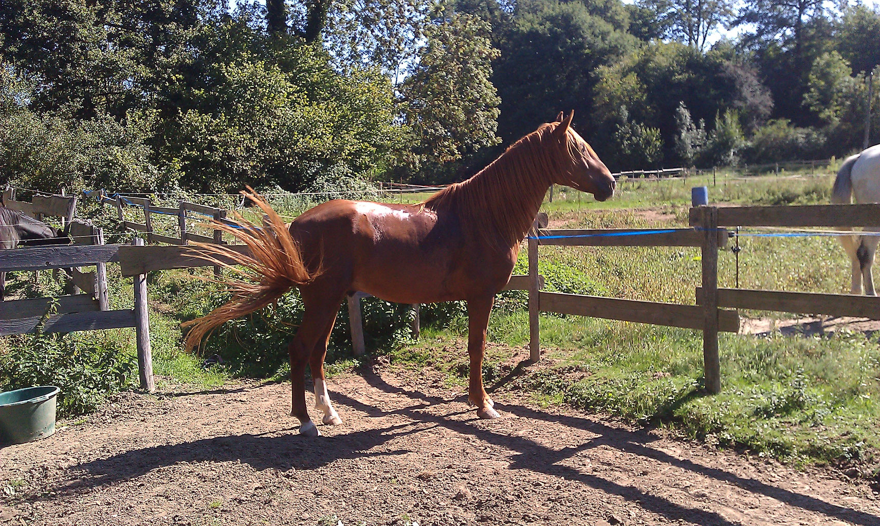 Arabe barbe - Site de capueval - Centre équestre à Salmiech près de ...