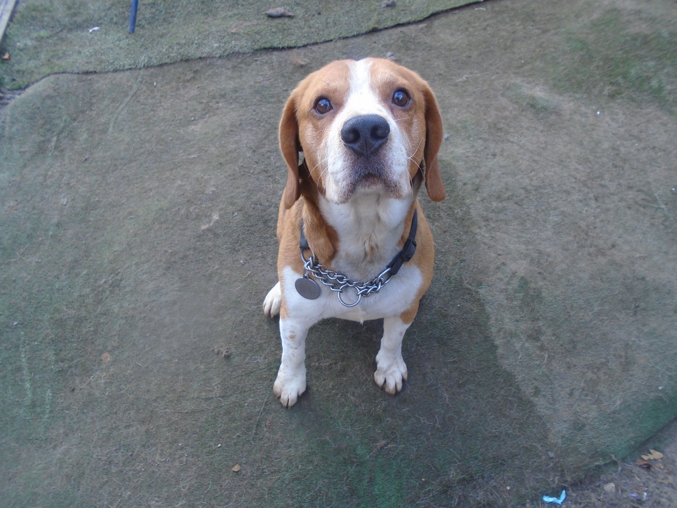 Scout beagle on trail - foxhoundwelfareuks jimdo page!