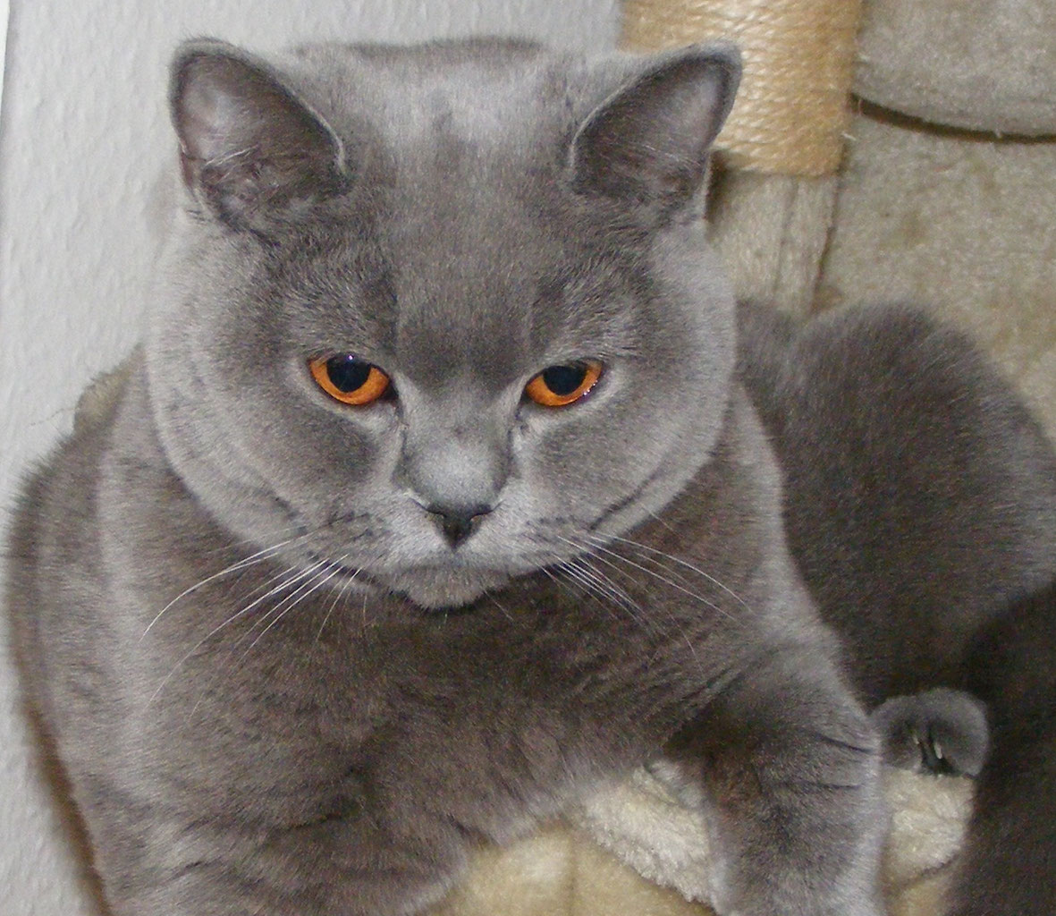 Katzen - bkh-of-the-cherryhouses Webseite!