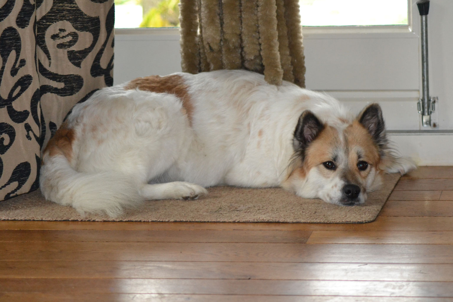 Worp A - Welkom op de website van chebo kennel "De Nijenhaer"