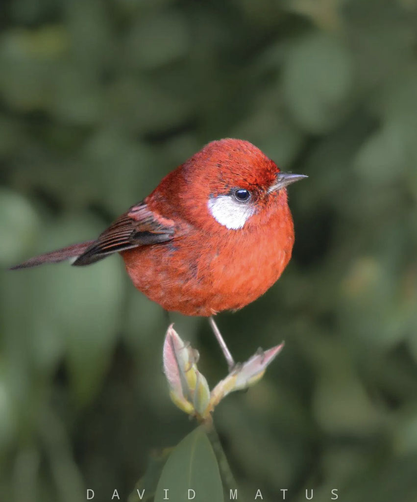 Chipe rojo o reinita roja (Cardellina rubra) - El Rincon del Botanico