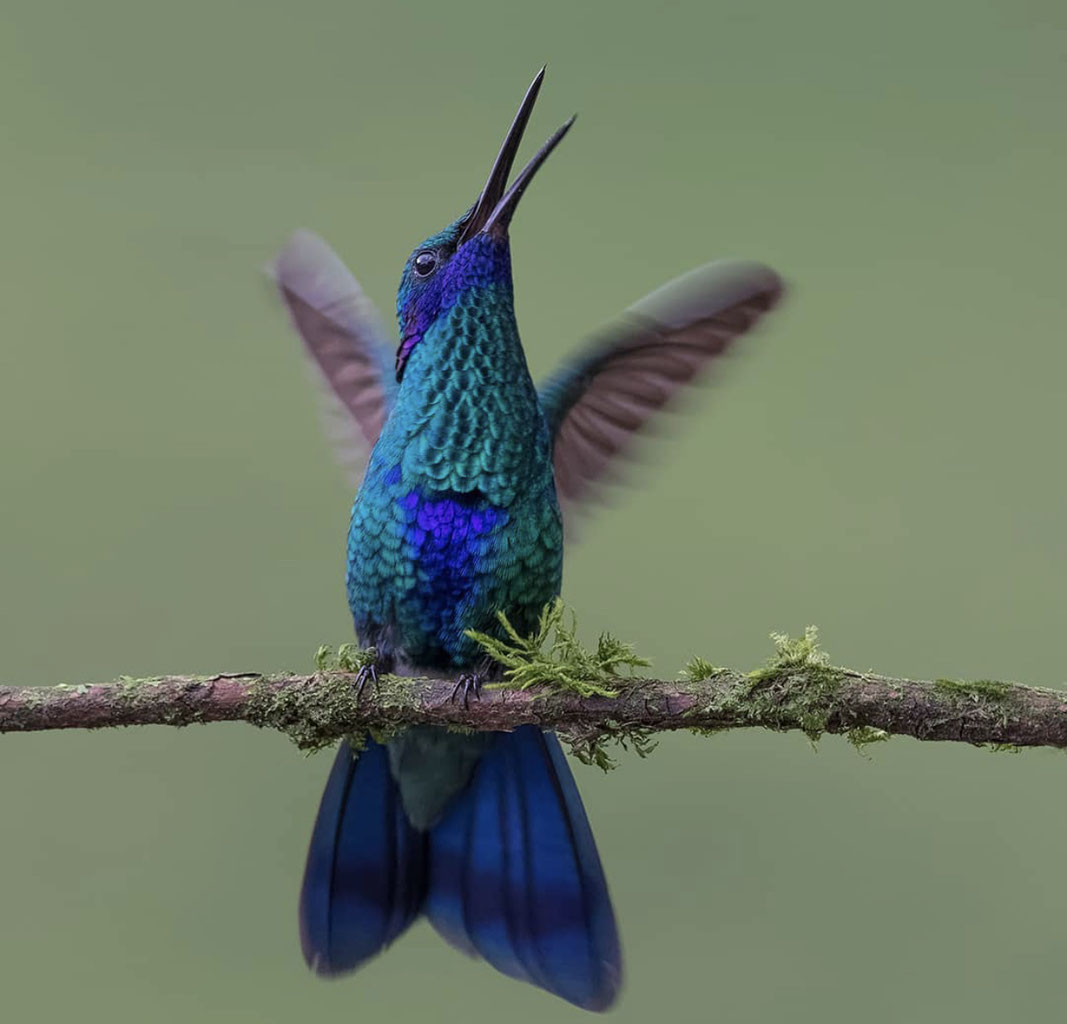 Colibri chillon - El Rincon del Botanico