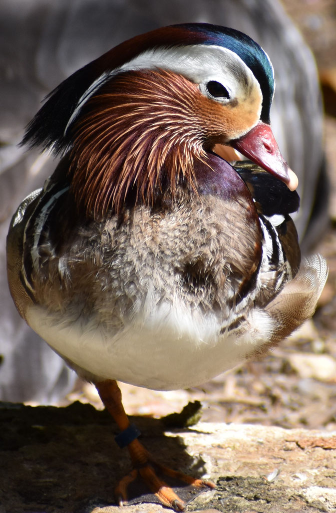 Pato mandarin (Aix galericulata) - El Rincon del Botanico