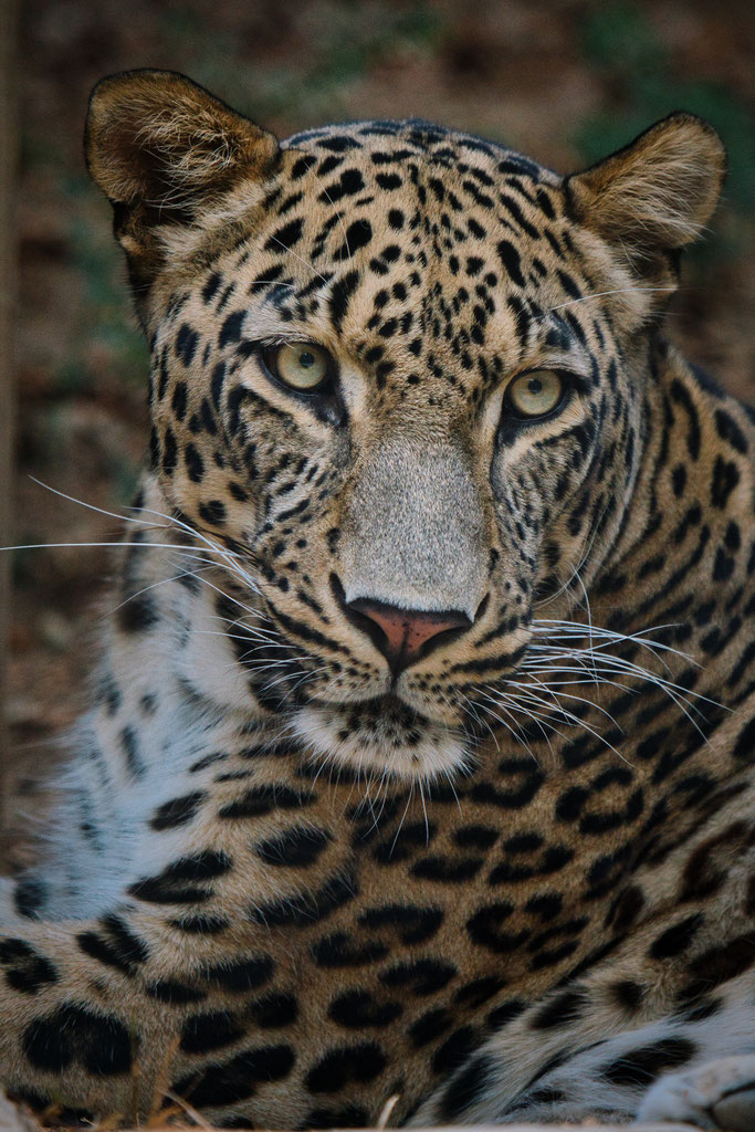 Leopardo de Persia (Panthera pardus saxicolor) - El Rincon del Botanico