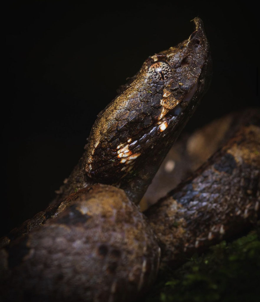 Tamaga o vibora de hoja nasal (Porthidium nasutum) - El Rincon del Botanico
