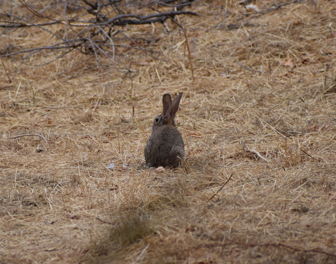 Conejo comun (Oryctolagus cuniculus) - El Rincon del Botanico