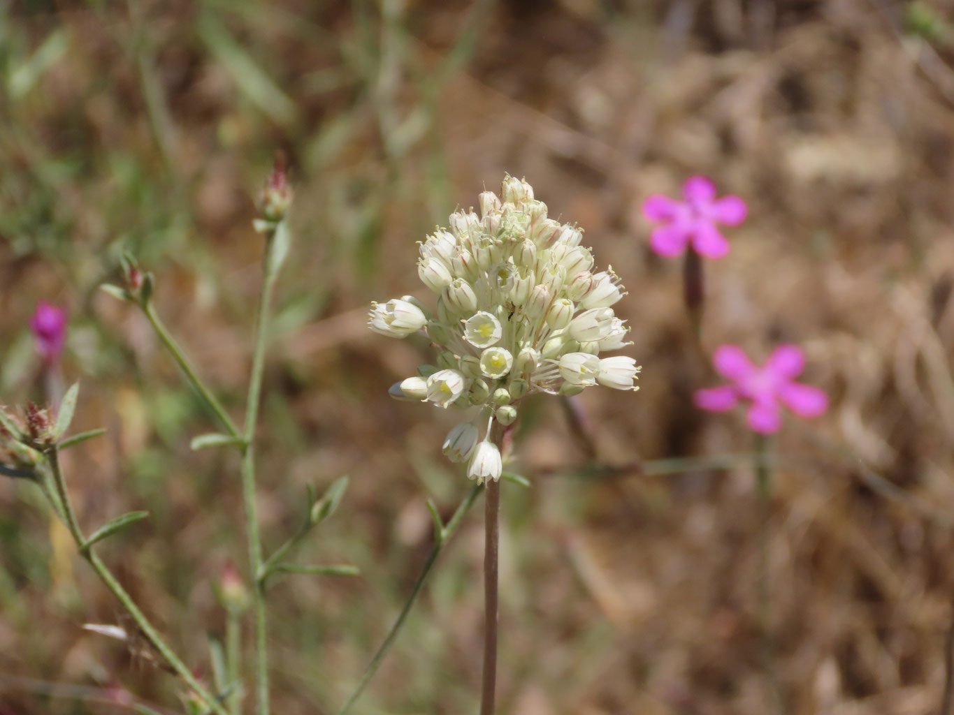Allium stearnii - El Rincon del Botanico