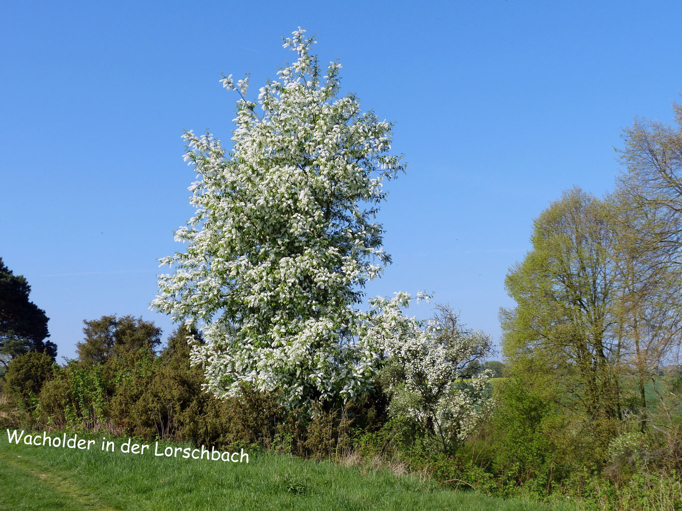 Die Lorschbach - vogelschutz-huettenbergs Webseite!