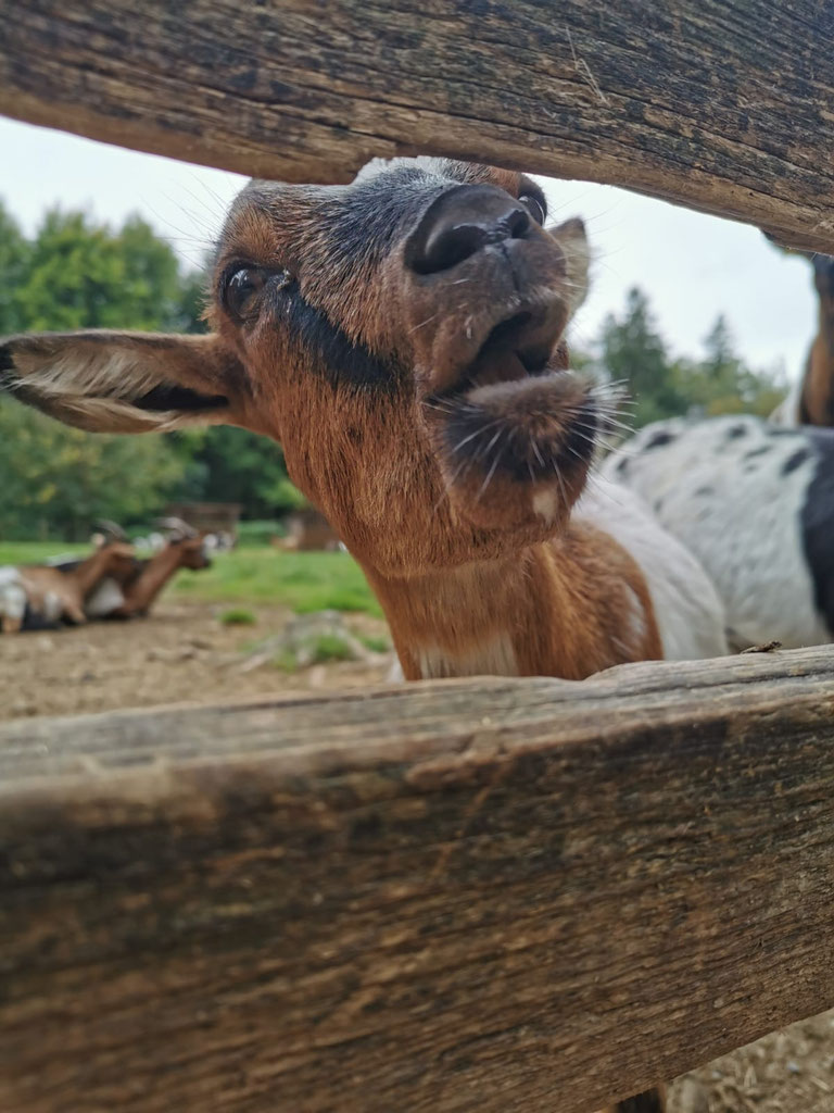 Zusammen im Tierpark Poing - werner-von-siemens-mittelschuls Webseite!