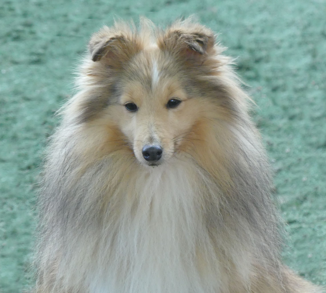 ROUGH COLLIES & SHETLAND SHEEPDOG " DE LA NIT ". Criadero profesional ...