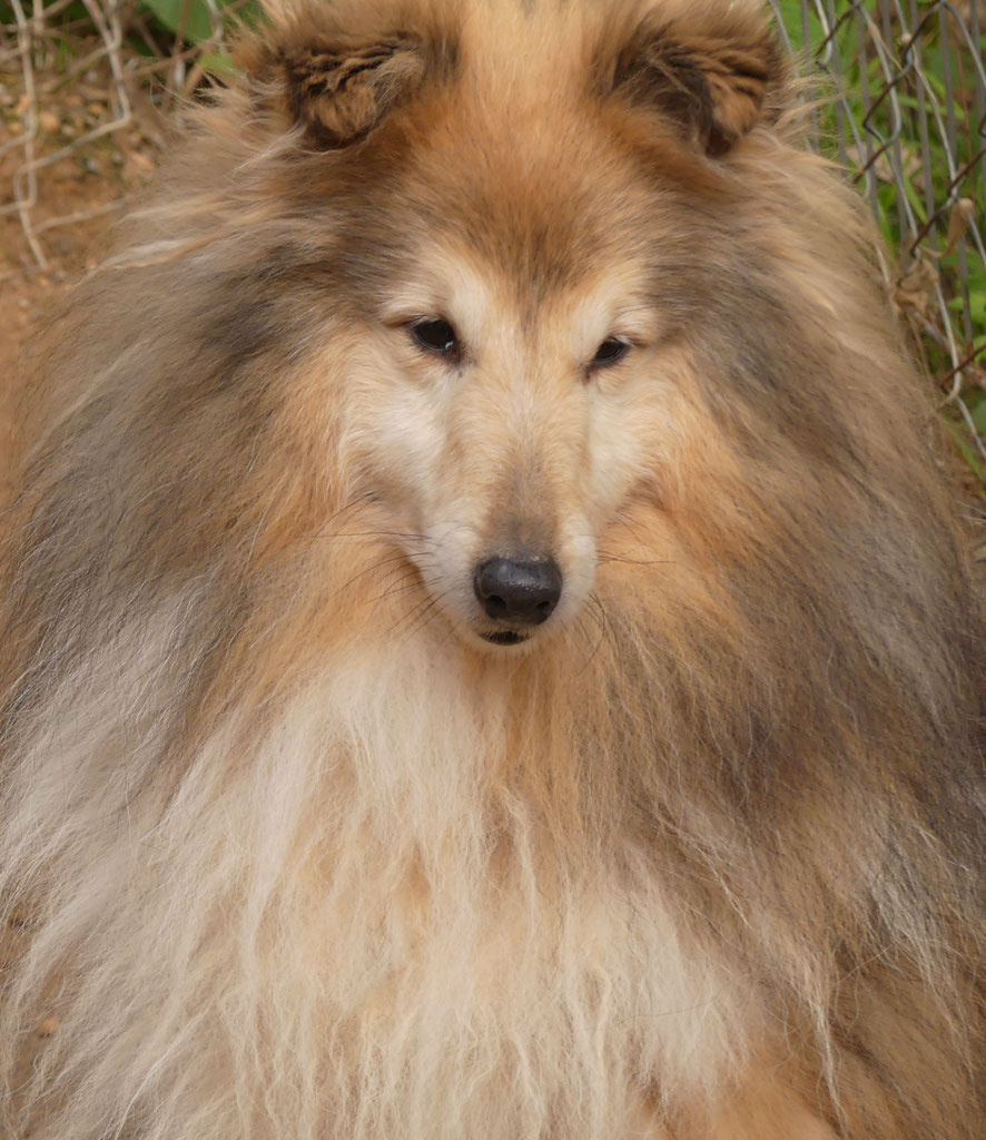 Leo - Rough collies & Shetland sheepdog. Criadores de collies ...