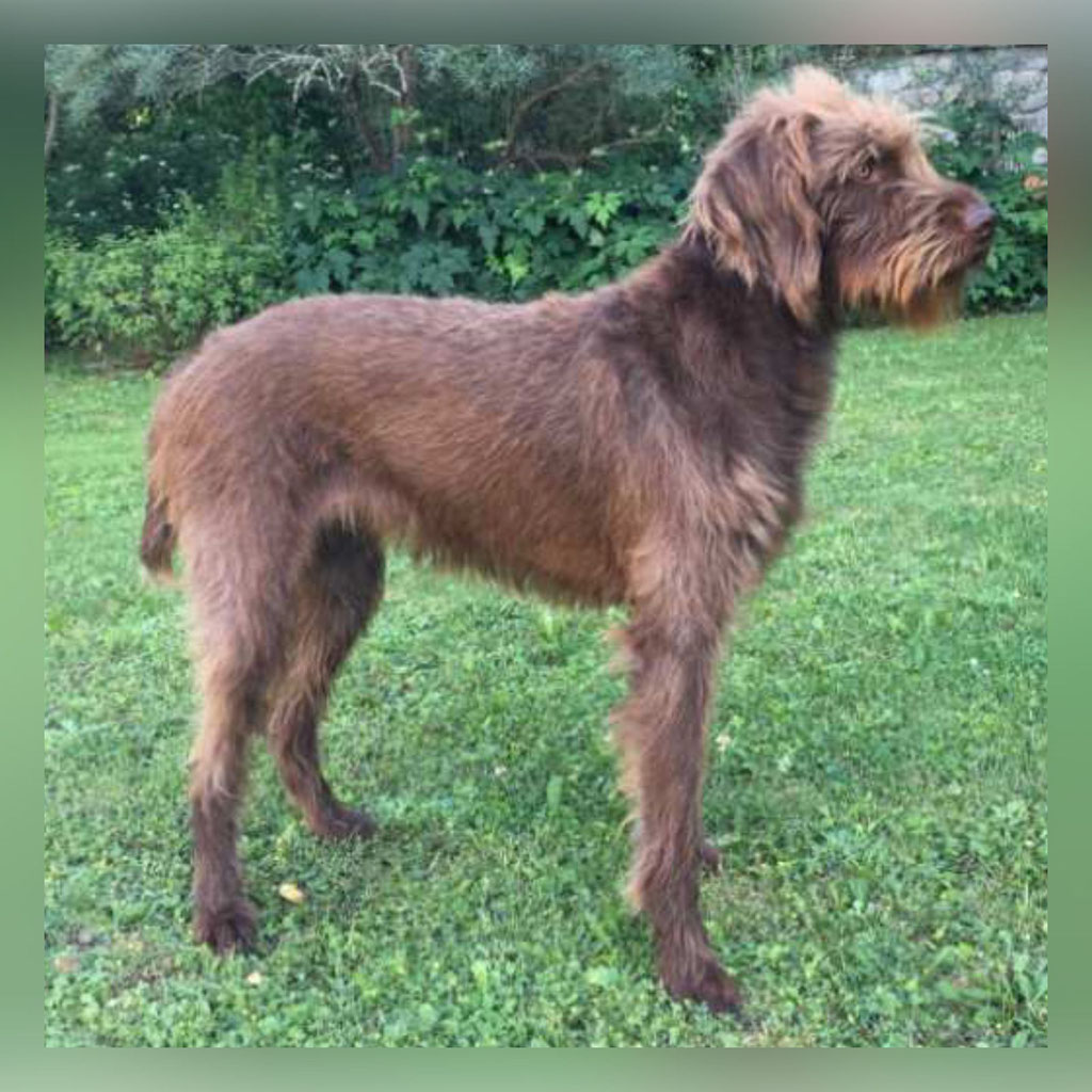 Pudelpointer for sale store