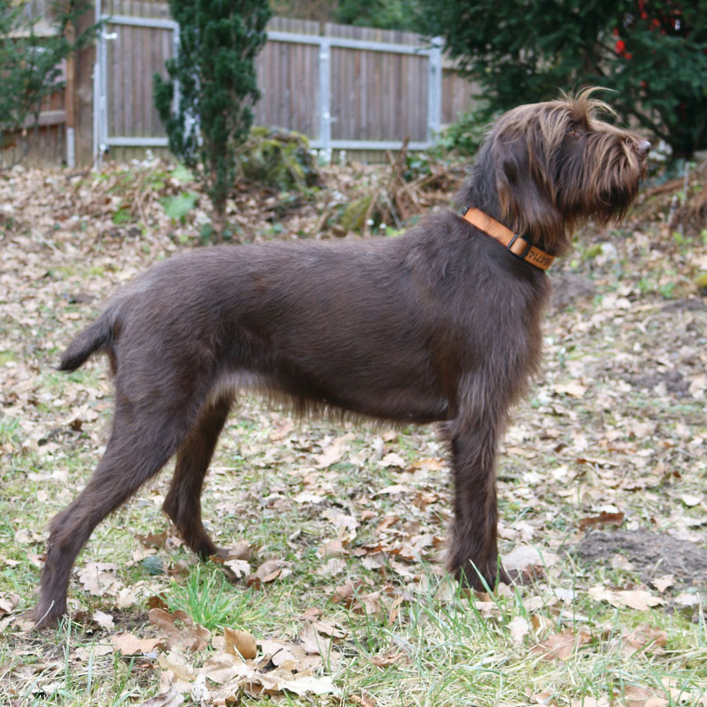 Ebby vom Bokelfenn - Pudelpointer in Bayern