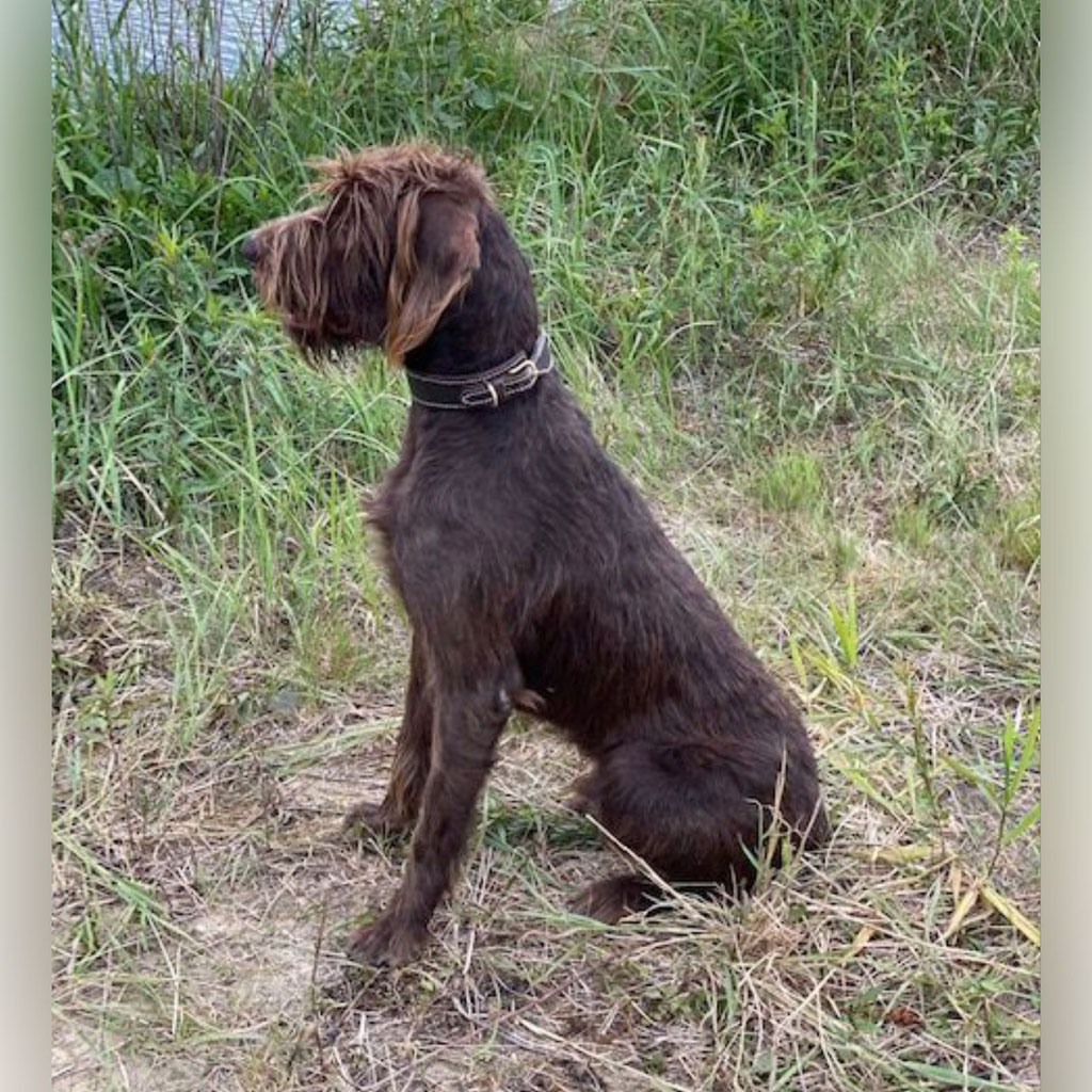 Casper vom Granitzwald - Pudelpointer in Bayern