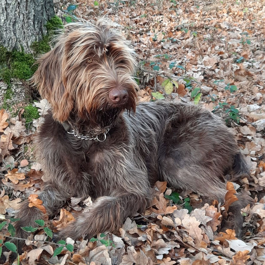 Adlerflieger's Beatrix - Pudelpointer in Bayern