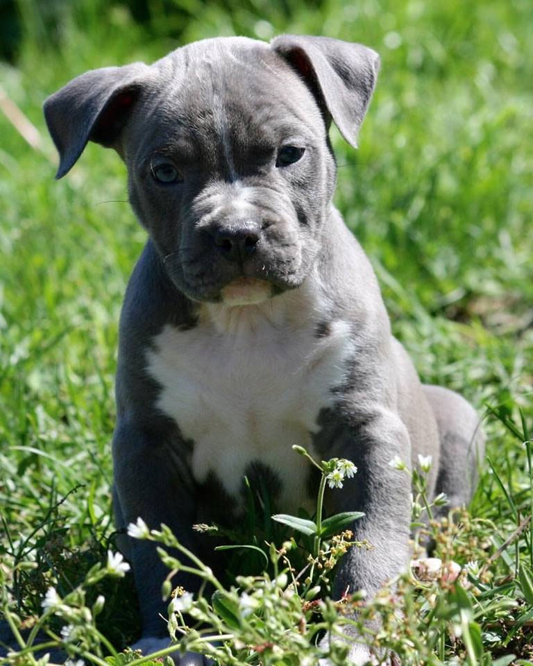Allevamento Amstaff - Allevamento amstaff blue