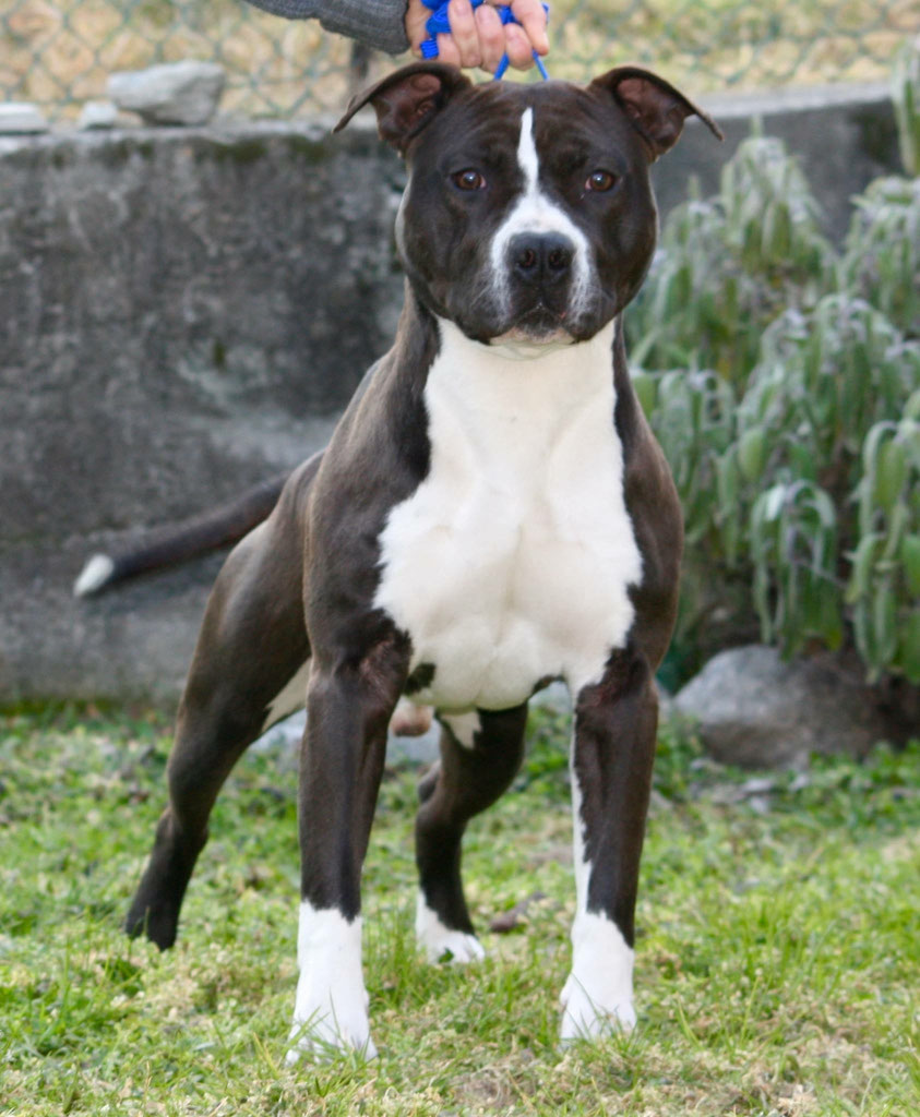 Maschi - Allevamento amstaff blue