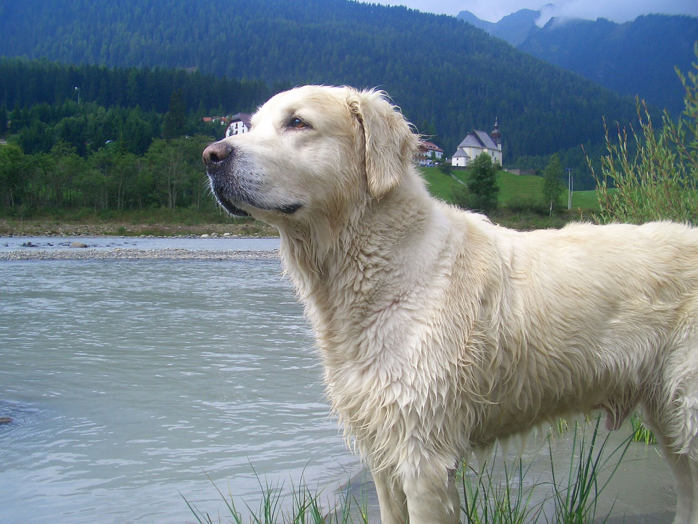 Golden - retriever-teckels Webseite!