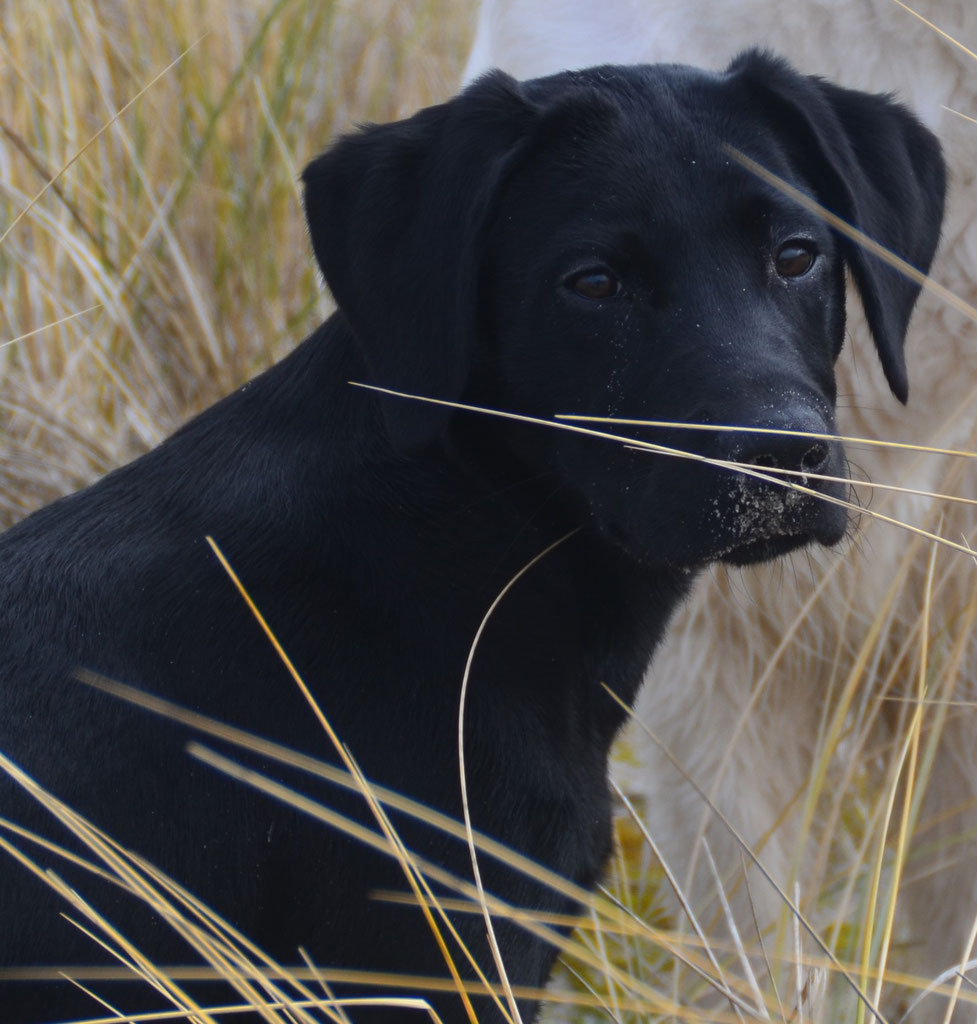 Labrador - retriever-teckels Webseite!