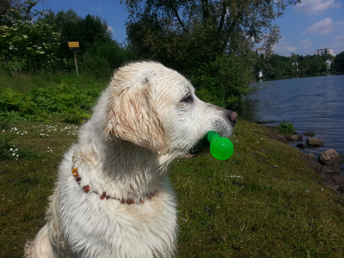 News - retriever-teckels Webseite!