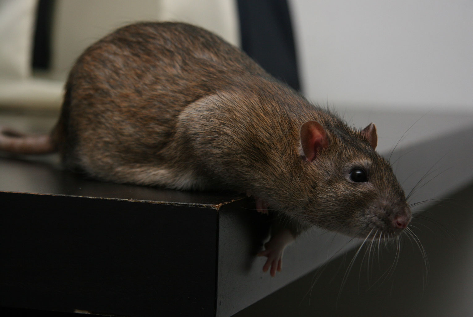 Agouti Rat Agouti Hooded Rat Photo WP10637