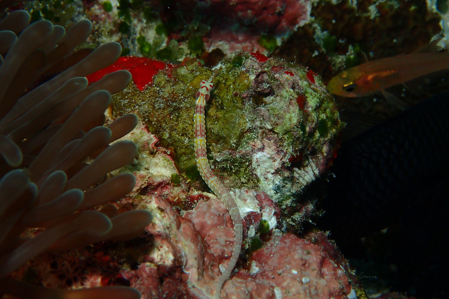 Discover the Underwater World - Jeanine's scuba diving blog