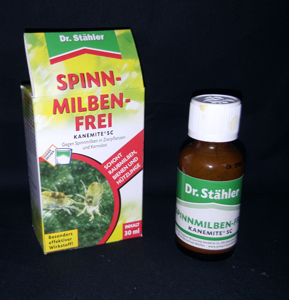 Spinnmilben / Rote Spinne / Bohnenspinnmilbe - lisas-hoyawelts Webseite!