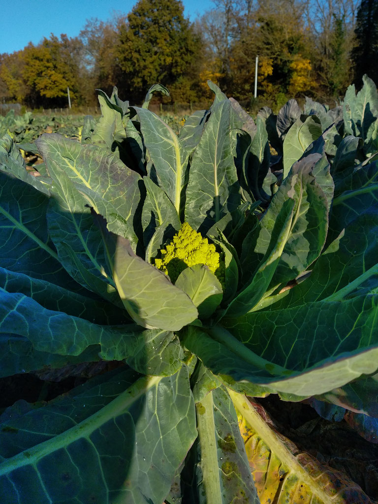 Histoire de chou - La Rivoise