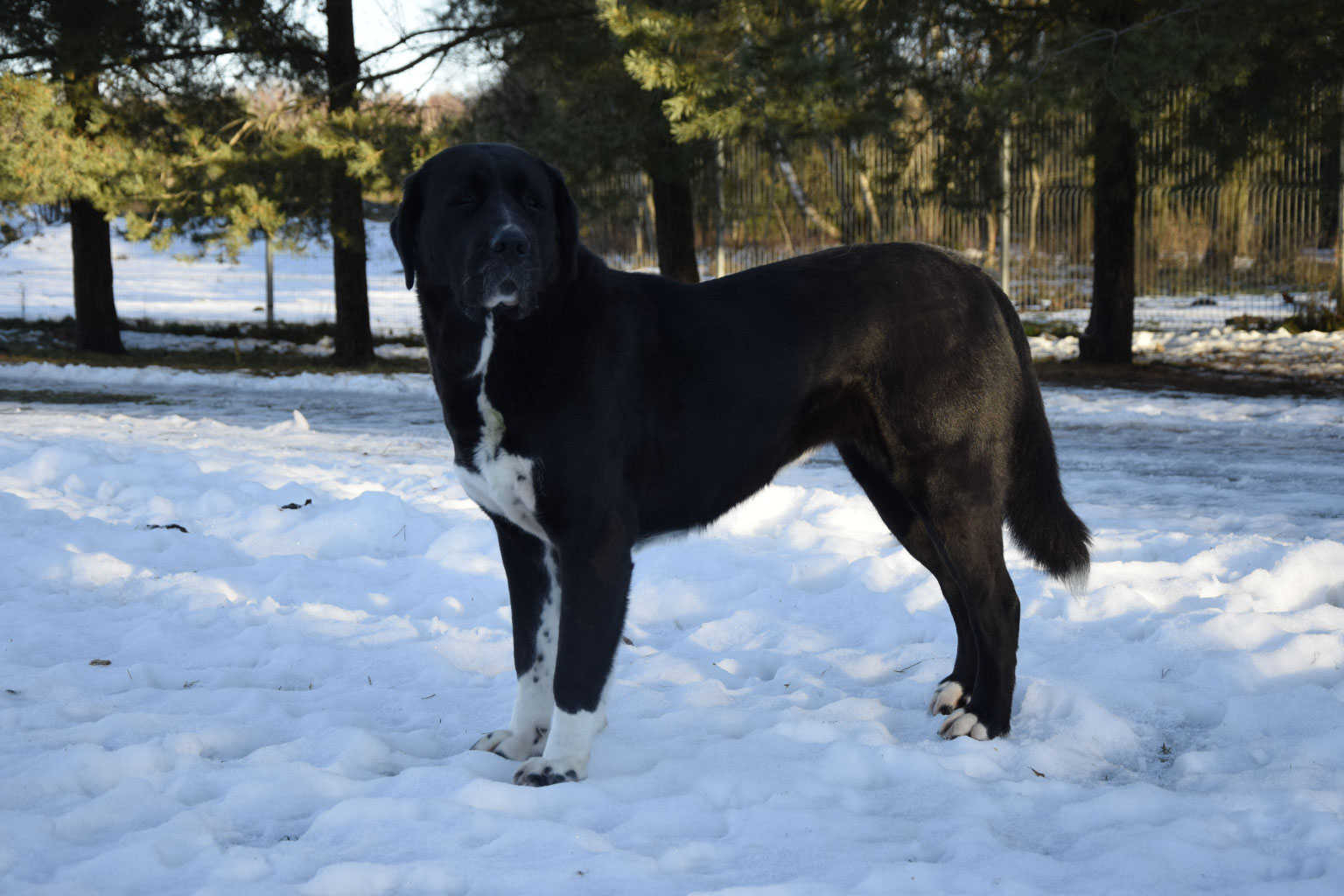 Kalės/ females - Website of alabai-gruodas!