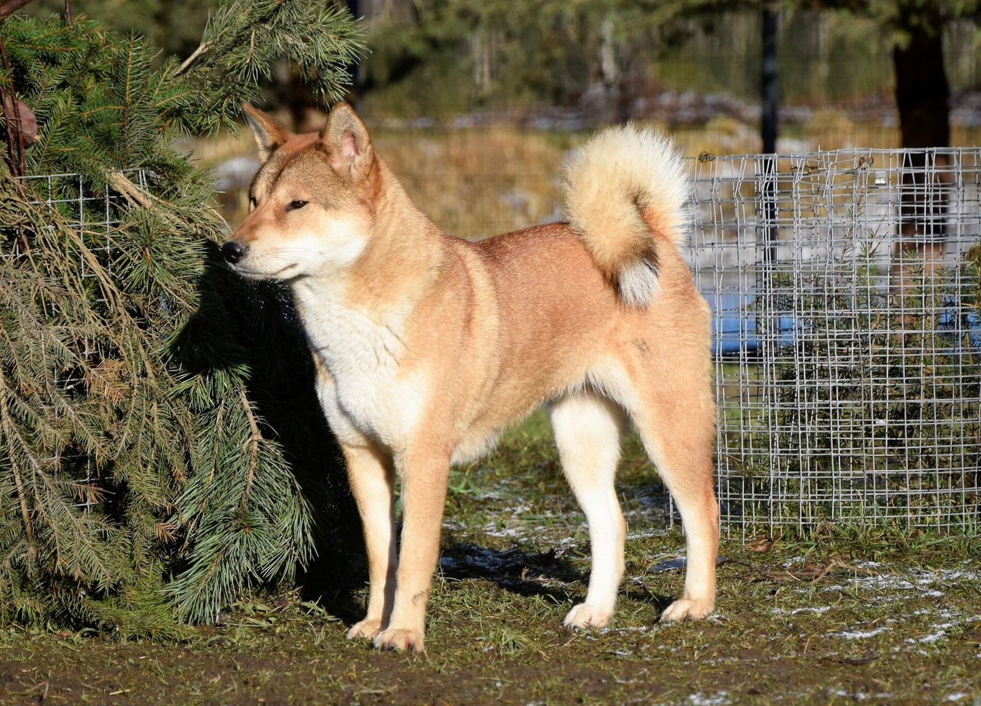 Luna O'Chanur - Website of alabai-gruodas!