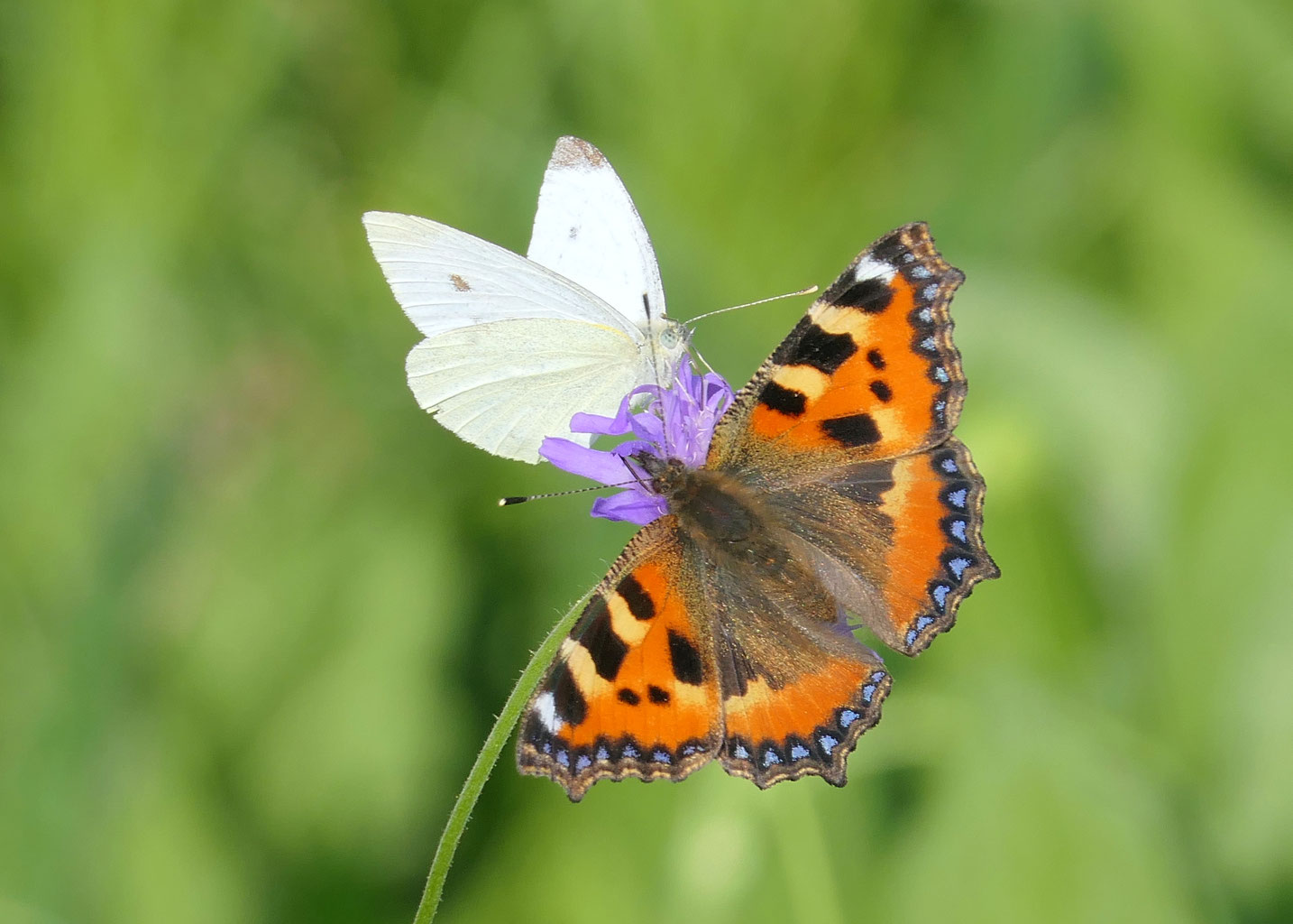 Die Falter - NABU Bad Pyrmont