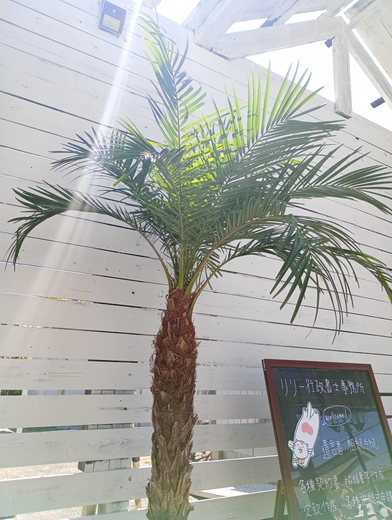 新人スタッフがお出迎えします - リリー行政書士事務所 - いわき市平の女性行政書士