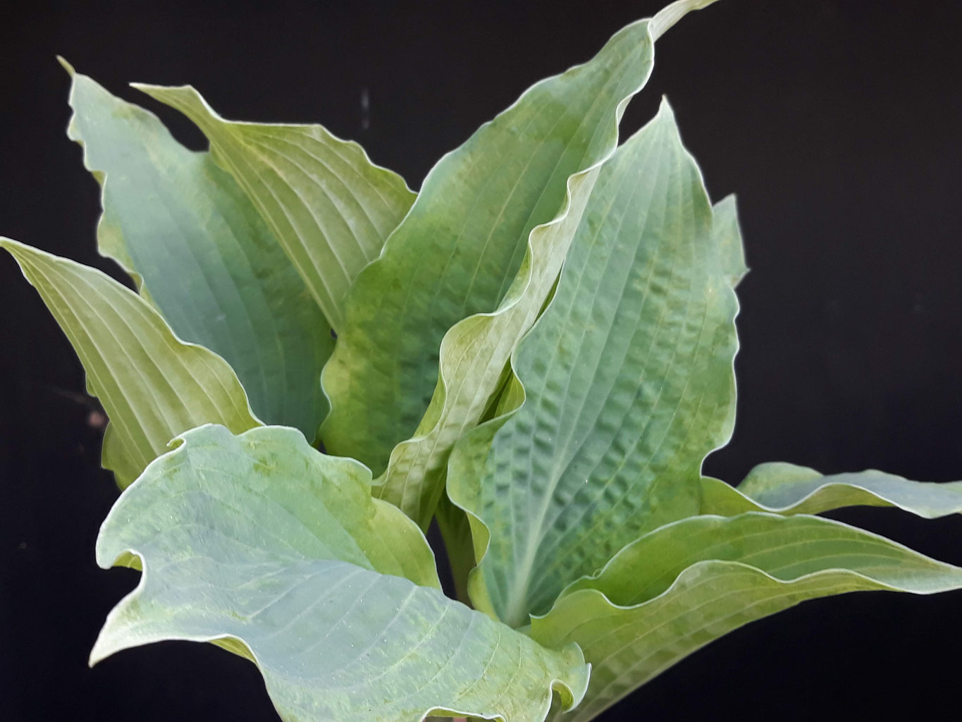 Hostas mit Anfangsbuchstaben D - Hosta - Hostafreund