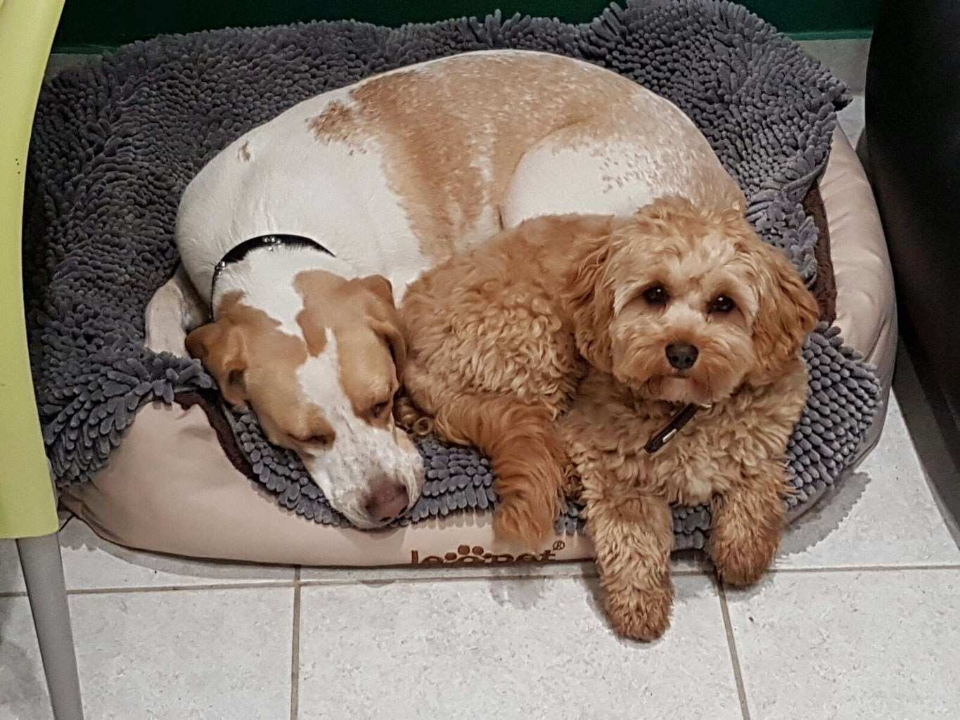 Cavapoo /Cavoodle - cavapoo-cavoodles Webseite!