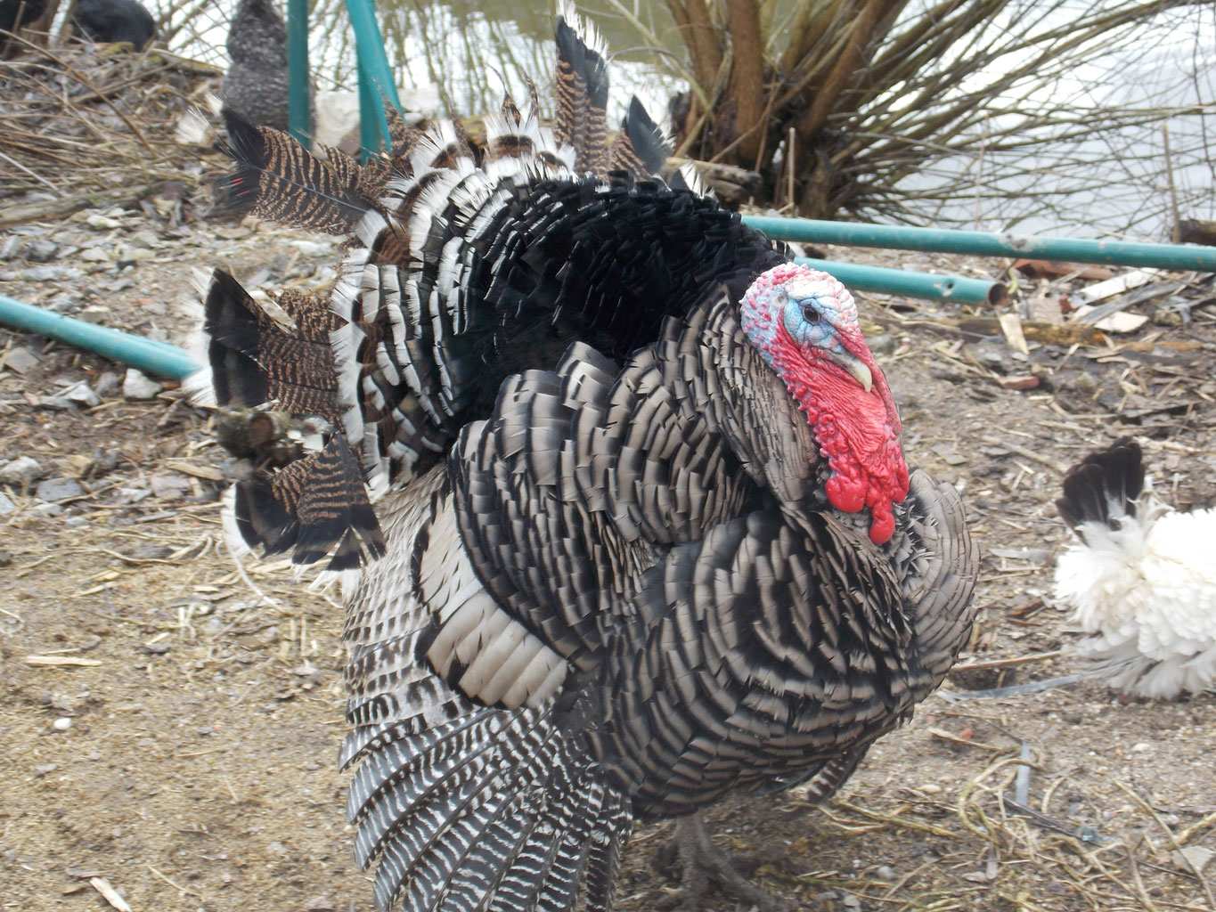 Puten-Steckbrief - puten-infos Webseite!