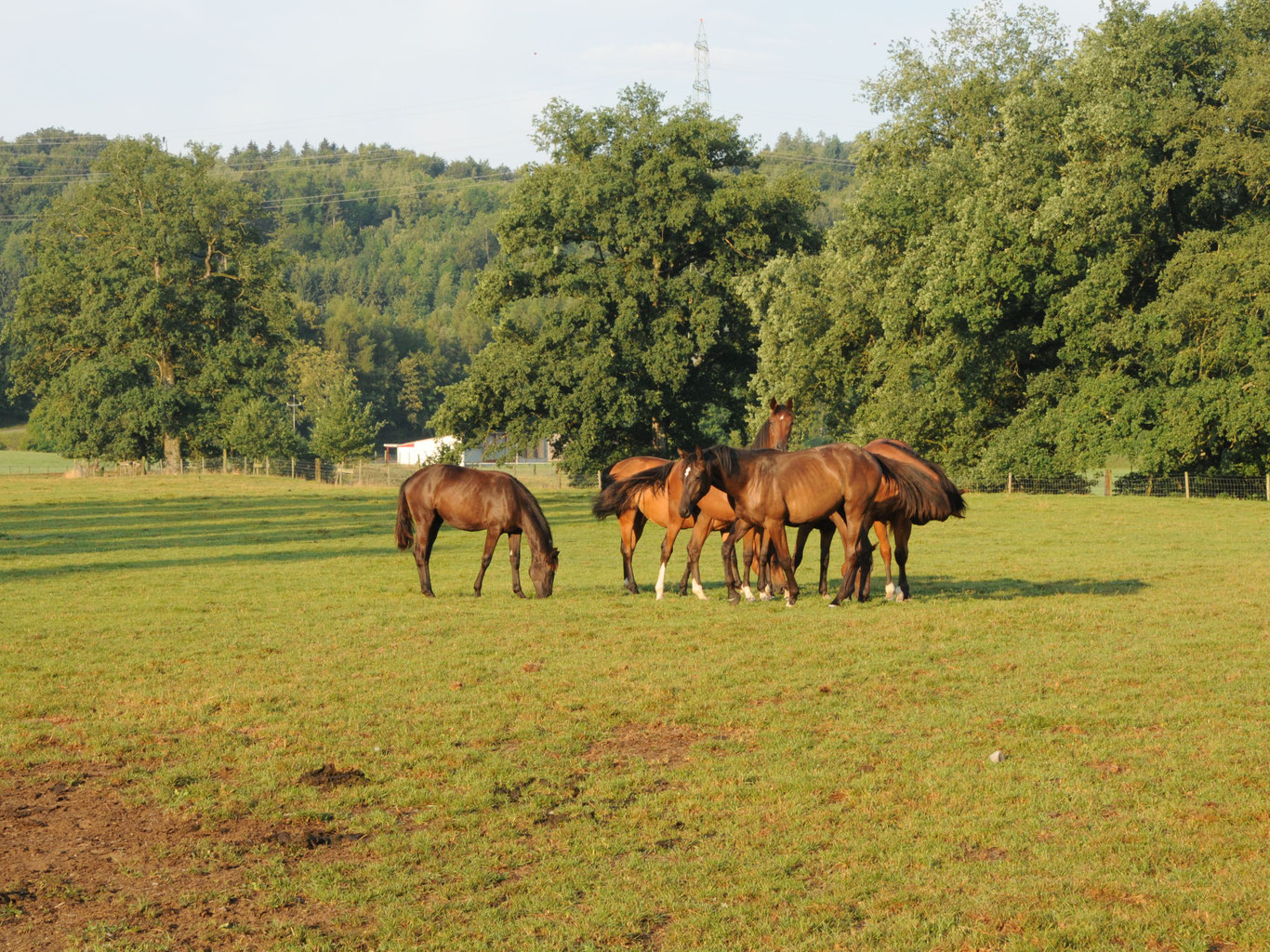 Fohlenaufzucht - fohlenweid-bremgarten | Das Pferdeparadies